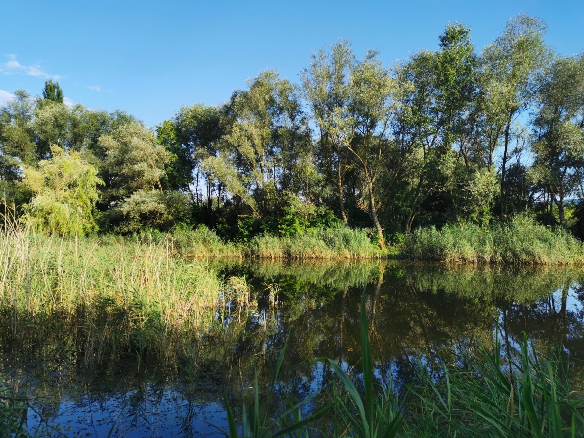 Parcul Est. "Orașul trebuie să aibă parcuri în care să te plimbi 2 ore ...