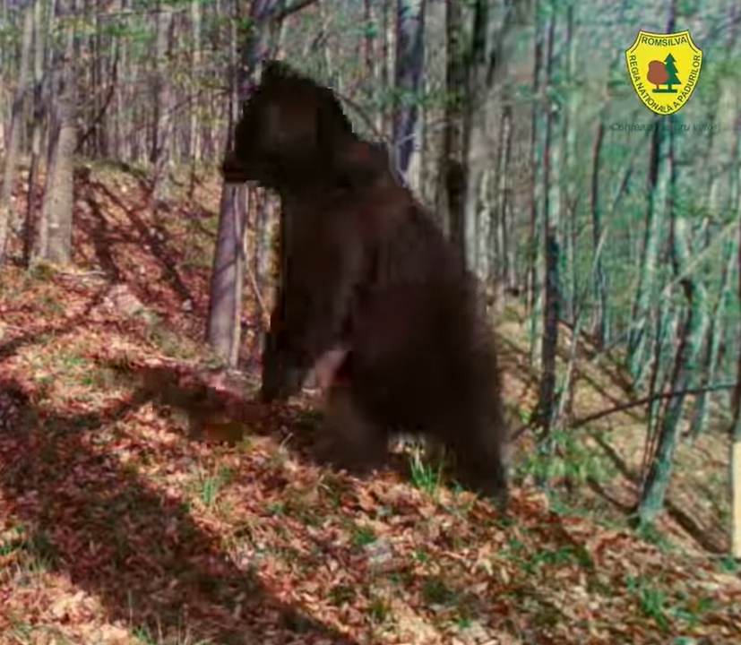Adevăratul Baloo face senzaţie în pădurile României - EBS Radio